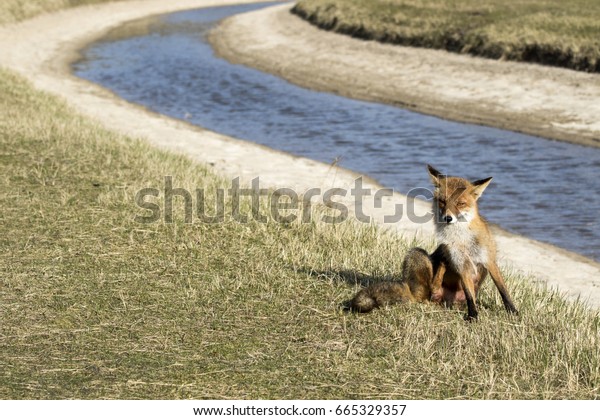 Red Fox Scratching Herself By Water Stock Photo 665329357 | Shutterstock