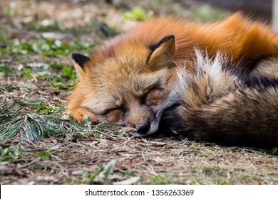 Red Fox Sleeping Stock Photo 1356263369 | Shutterstock