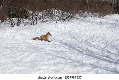 Red Fox Vulpes Vulpes Lay Down Stock Photo 1561876084 | Shutterstock