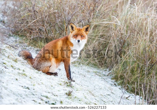 Red Fox Winter Setting Stock Photo 526227133 | Shutterstock