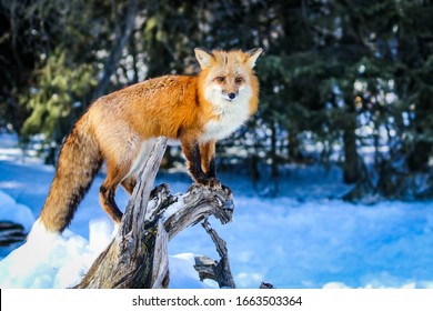 Free Stock Photo of Red Fox Standing on Snow Covered Hill | Download ...