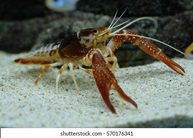 Red Ghost Crayfish Stock Photo 570176341 | Shutterstock
