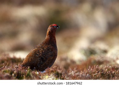 5,750 Red grouse Images, Stock Photos & Vectors | Shutterstock
