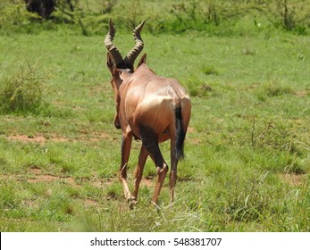 40 "rooi hartebees" Images, Stock Photos & Vectors | Shutterstock