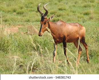 40 "rooi hartebees" Images, Stock Photos & Vectors | Shutterstock