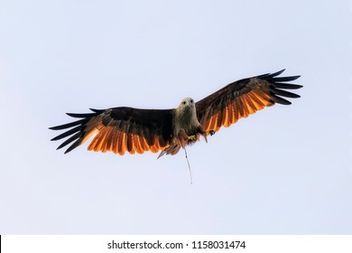 611 Bird poop isolated Images, Stock Photos & Vectors | Shutterstock
