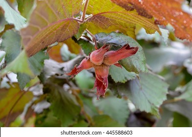 Red Hazelnuts Stock Photo 445588603 | Shutterstock