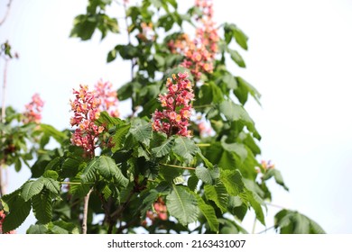 Red Horse Chestnut Ruby Red Aesculus Stock Photo 2163431007 | Shutterstock