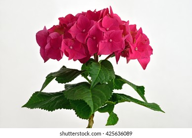 Hydrangea Macrophylla Magical Trophy Stock Photo (Edit Now) 770202409