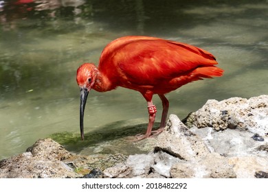 132 Guará bird Images, Stock Photos & Vectors | Shutterstock