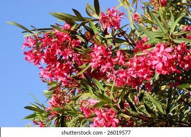 9,288 Laurel pink Images, Stock Photos & Vectors | Shutterstock