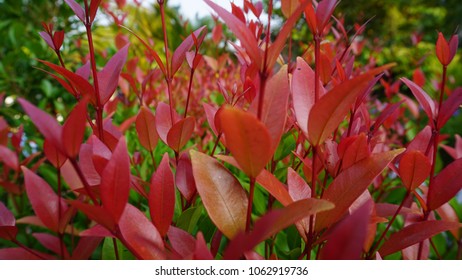 Red Leaf Stock Photo 1062919736 | Shutterstock