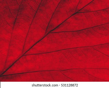 Red Leaf Texture Background Stock Photo 531128872 | Shutterstock