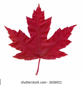 Red Maple Leaf Stock Photo 2636011 | Shutterstock