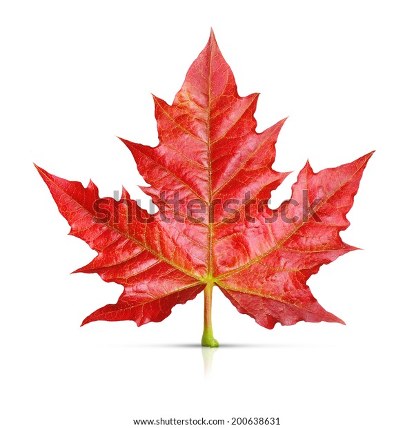 Red Maple Leaf Isolated White Background Stock Photo 200638631 ...