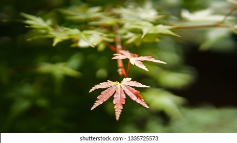 265 Red maple sapling Images, Stock Photos & Vectors | Shutterstock