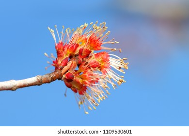 265 Red maple sapling Images, Stock Photos & Vectors | Shutterstock