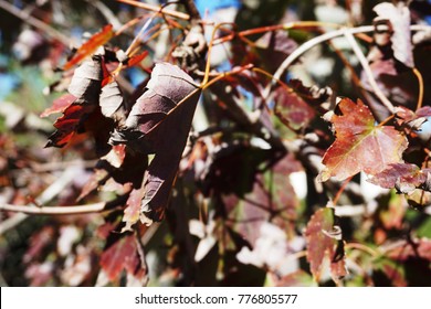 Red Maple Tree Landscape Stock Photo 776805577 | Shutterstock