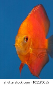 80 Red melon discus fish Images, Stock Photos & Vectors | Shutterstock