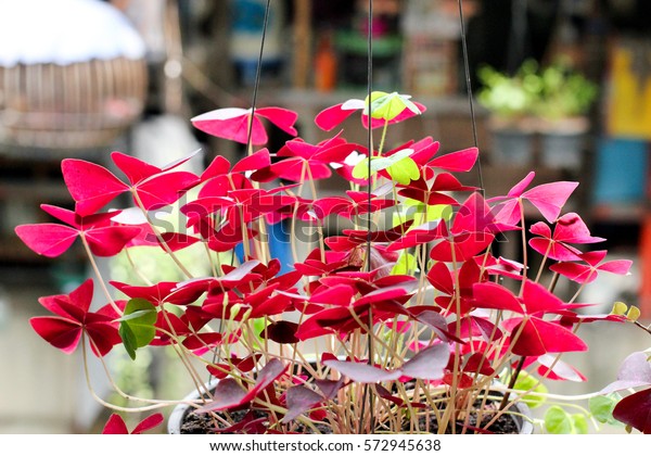 Red Oxalis Triangularis Stock Photo (Edit Now) 572945638