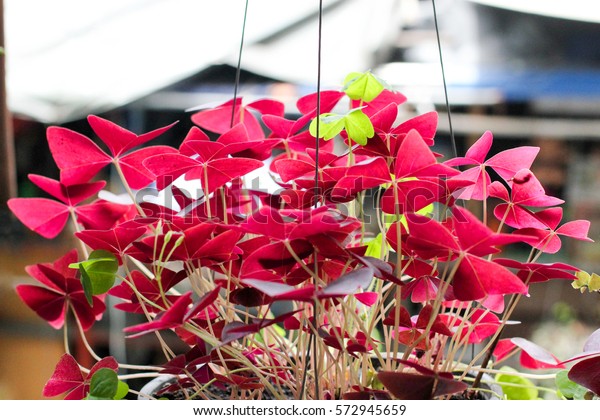 Red Oxalis Triangularis Foto de stock 572945659 | Shutterstock