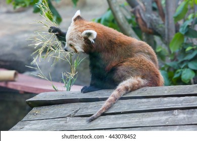 Red Panda Eats Stock Photo 443078452 | Shutterstock