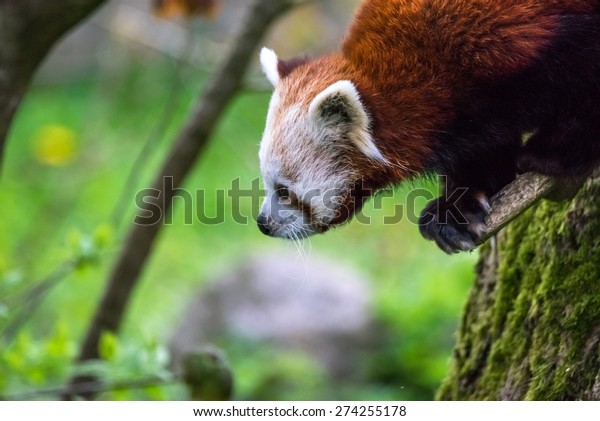 Red Panda Looking Down Tree Stock Photo 274255178 | Shutterstock