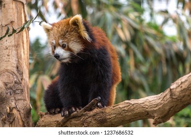 Red Panda Mammal Native Eastern Himalayas Stock Photo 1236956458 ...