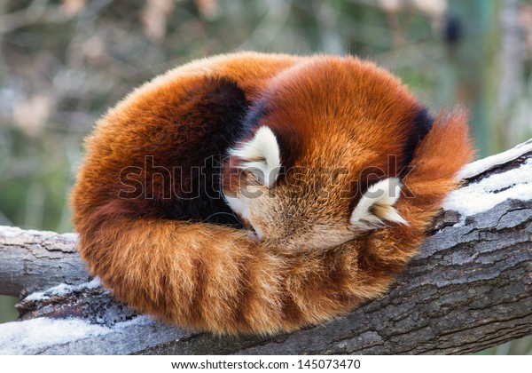 Red Panda Napping Stock Photo 145073470 | Shutterstock