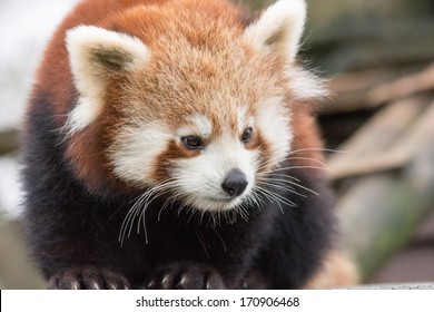 Red Panda Sitting Down Stock Photo (Edit Now) 170906468