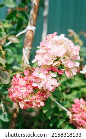 435 Inflorescence paniculate Images, Stock Photos & Vectors | Shutterstock