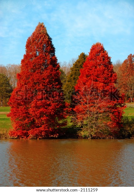 Red Pines Two Pine Trees Red Stock Photo (Edit Now) 2111259