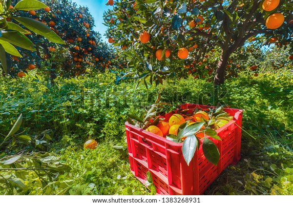 Red Plastic Fruit Boxes Full Oranges Stock Photo (Edit Now) 1383268931