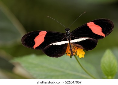 Small Postman Butterfly Stock Photo 1152348671 | Shutterstock