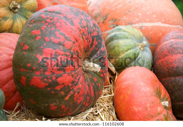 Red Pumpkins Stock Photo 116102608 | Shutterstock