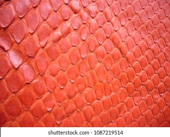 Animal Human Cell View Under Microscope Stock Illustration 1674463534
