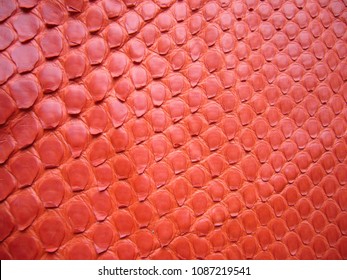 Animal Human Cell View Under Microscope Stock Illustration 1674463534