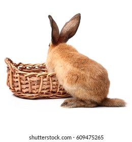 1,128 Rabbit back view Images, Stock Photos & Vectors | Shutterstock