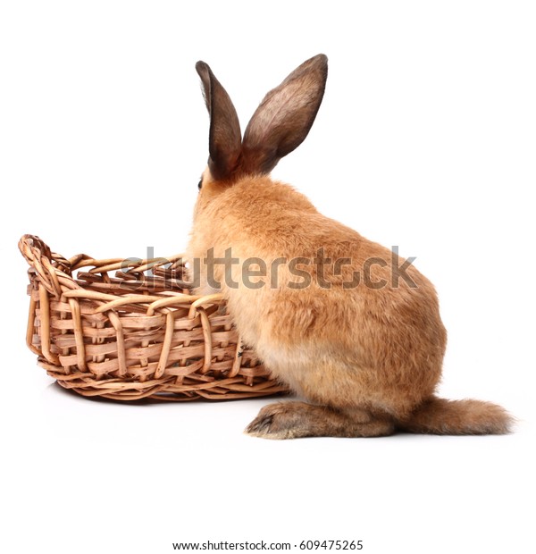 Red Rabbit Back View Stock Photo 609475265 | Shutterstock