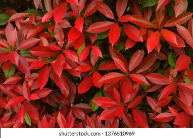 950 Red robin shrub Images, Stock Photos & Vectors | Shutterstock