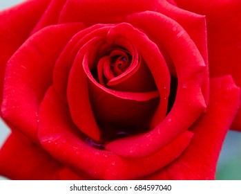 2,551 Rose zoom Images, Stock Photos & Vectors | Shutterstock