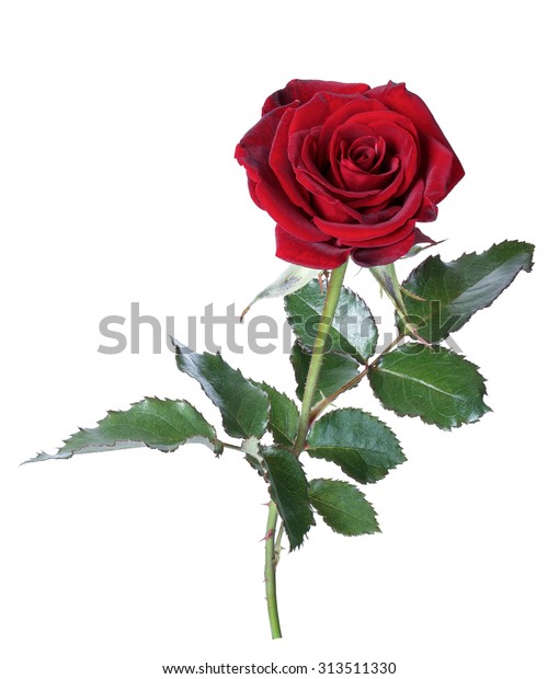 Red Rose Isolate Stock Photo 313511330 | Shutterstock