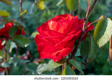 12,241 Side View Rose Images, Stock Photos & Vectors | Shutterstock