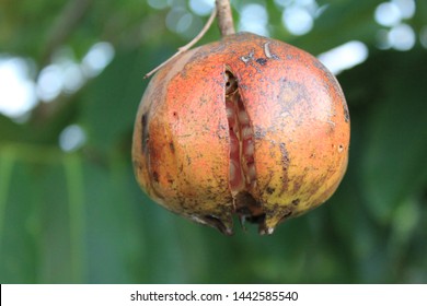 Red Ruby Fruit Fully Growth Farm Stock Photo 1442585540 | Shutterstock