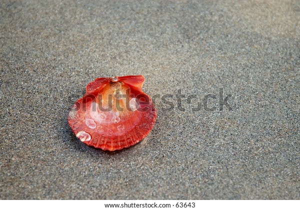 Red Scallop Shell On Beach Stock Photo 63643 | Shutterstock