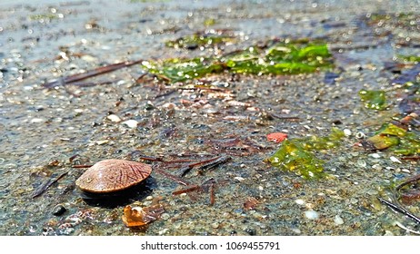 Red Shell Summer Beach India Nambuthalai Stock Photo 1069455791 ...