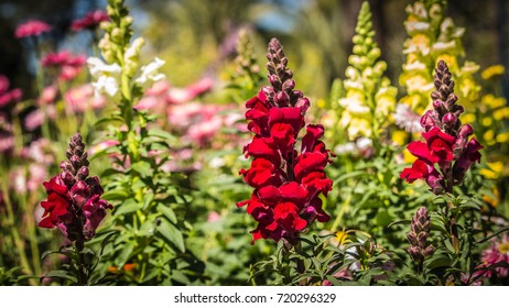 Red Snap Dragons Stock Photo 720296329 | Shutterstock