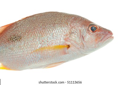 Red Snapper Fish On White Background Stock Photo 51113656 | Shutterstock