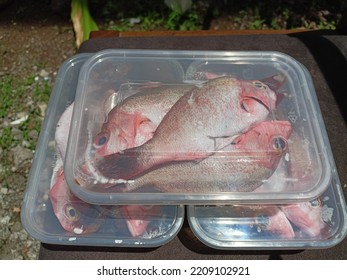 Red Snapper Plastic Container Stock Photo 2209102921 | Shutterstock