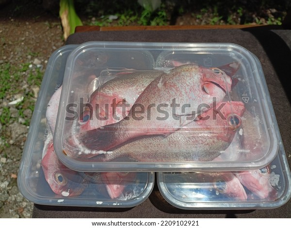 Red Snapper Plastic Container Stock Photo 2209102921 | Shutterstock